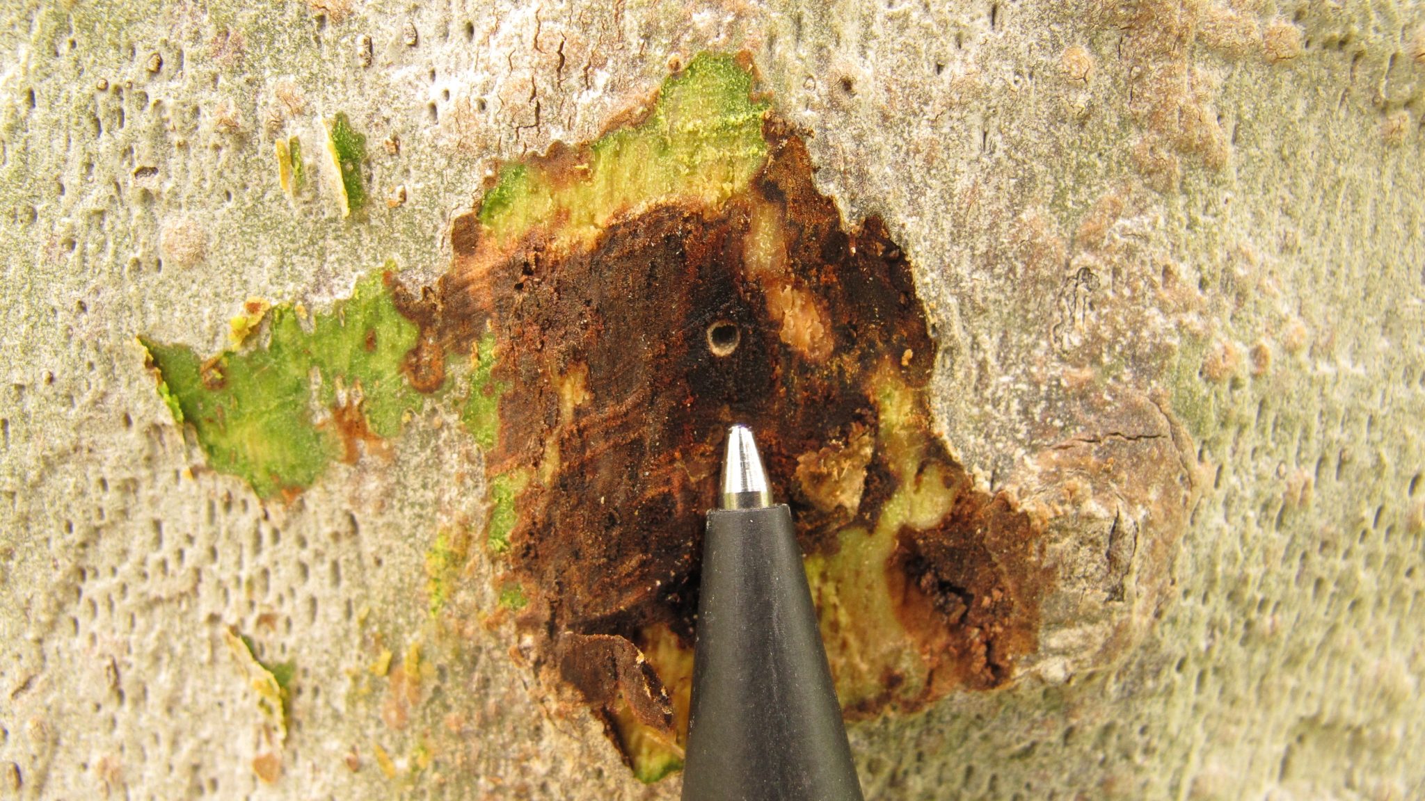 Citrus Infestation: Look Out for Invasive Tiny Beetles | The Monarch Press