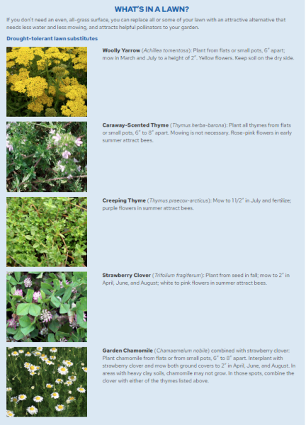 Our Water Our World: Drought-Friendly Alternatives to Lawns | The ...