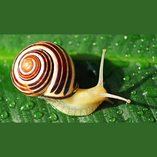Our Water Our World: Controlling Slugs and Snails Around Your Home ...