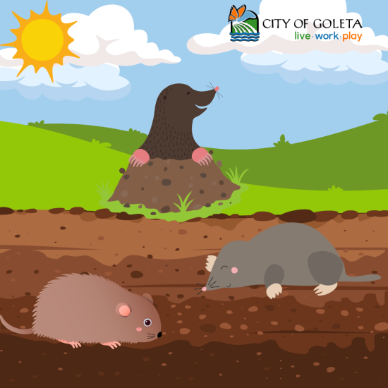 Our Water Our World: Controlling Moles, Voles, and Gophers | The ...