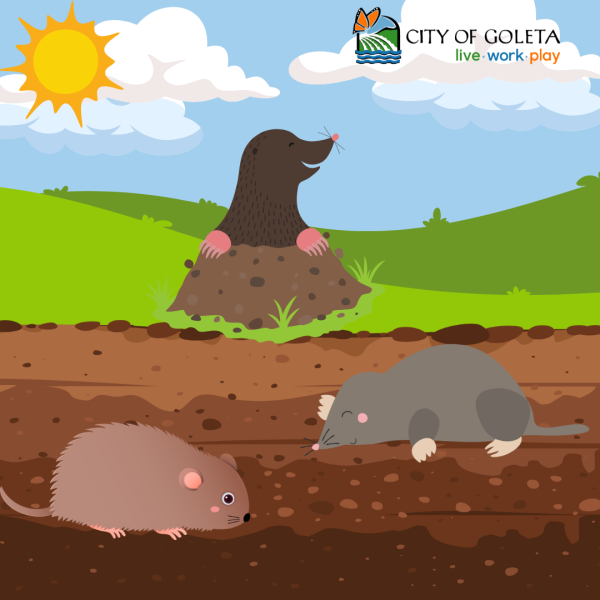 Our Water Our World: Controlling Moles, Voles, and Gophers | The ...