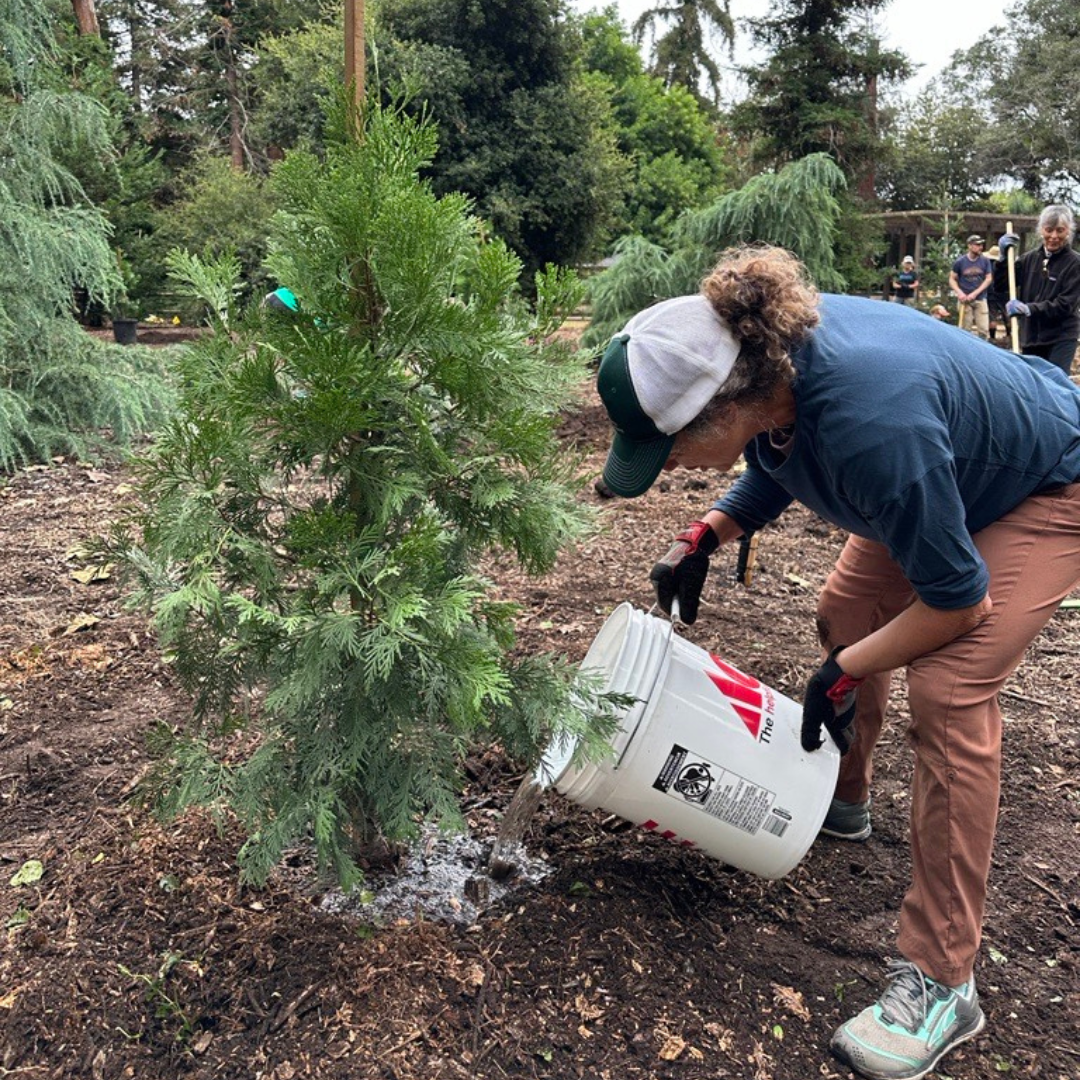 Plant a Tree for Arbor Week | The Monarch Press