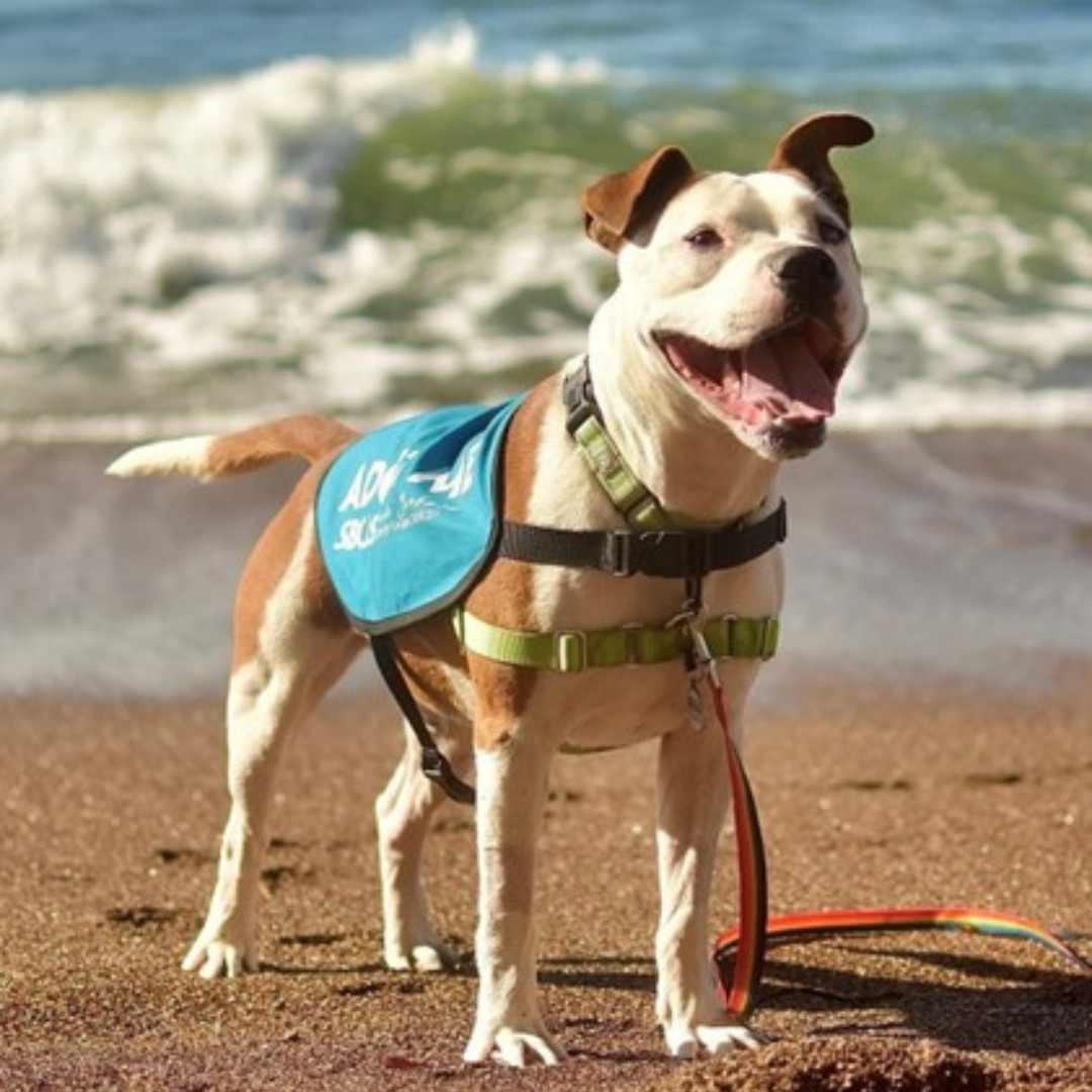 Doggy Day Out Program | The Monarch Press